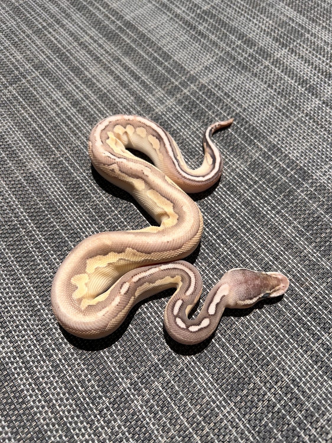 Pastel Cinnamon Calico Het Monarch Ball Python by MSB Reptiles ...