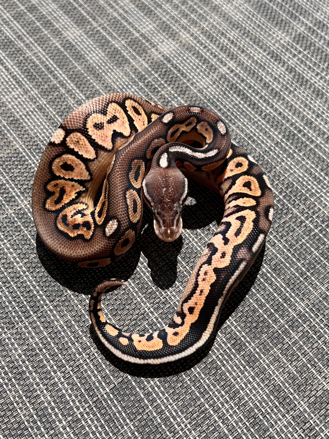 Pewter Het Monarch Ball Python by MSB Reptiles - MorphMarket