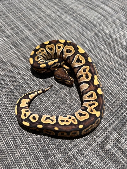 Mojave Het Monarch Ball Python by MSB Reptiles