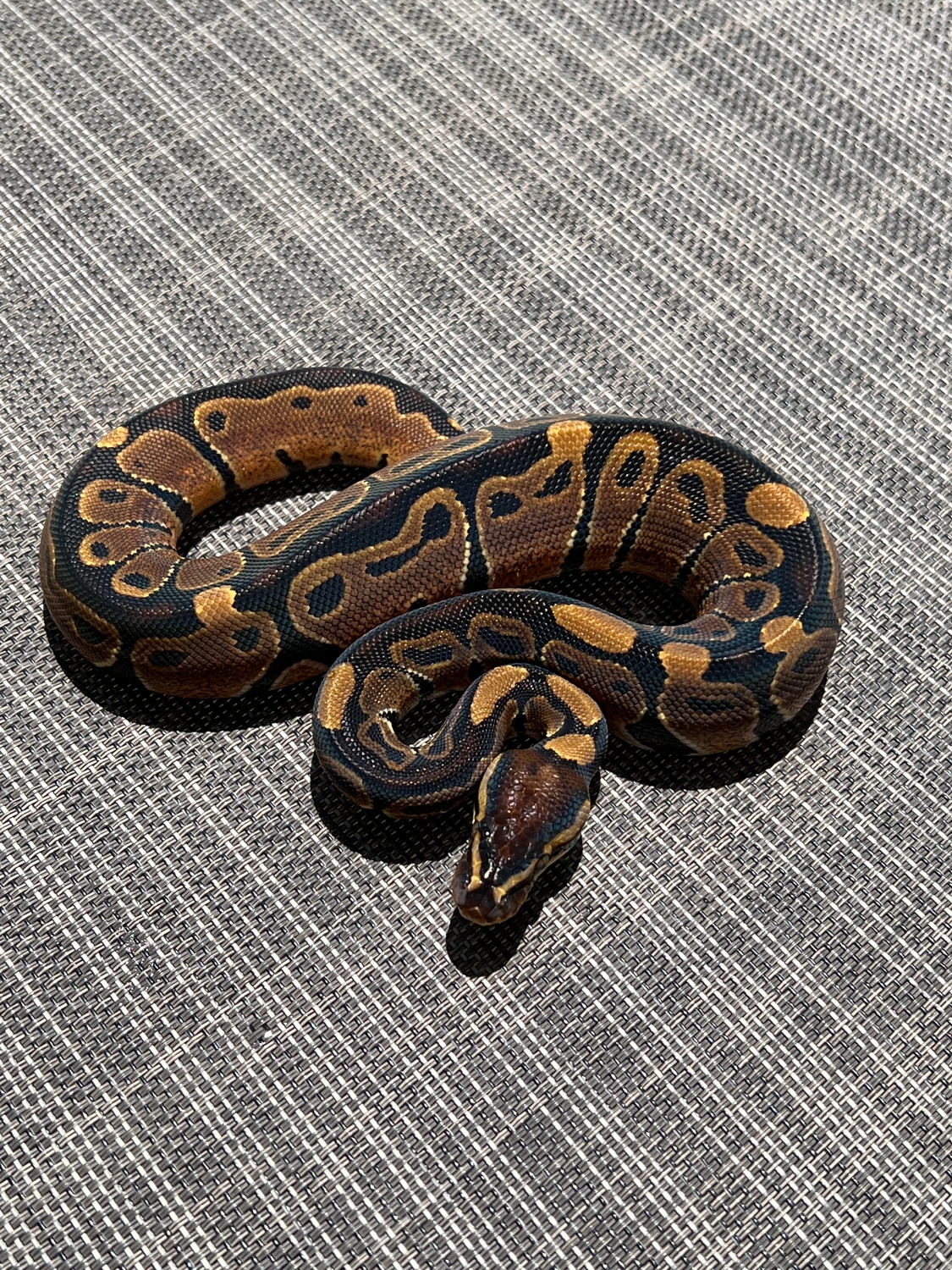 Normal Het Monarch Ball Python by MSB Reptiles - MorphMarket