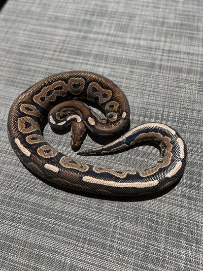 Cinnamon Blackhead X-treme Gene Ball Python by MSB Reptiles