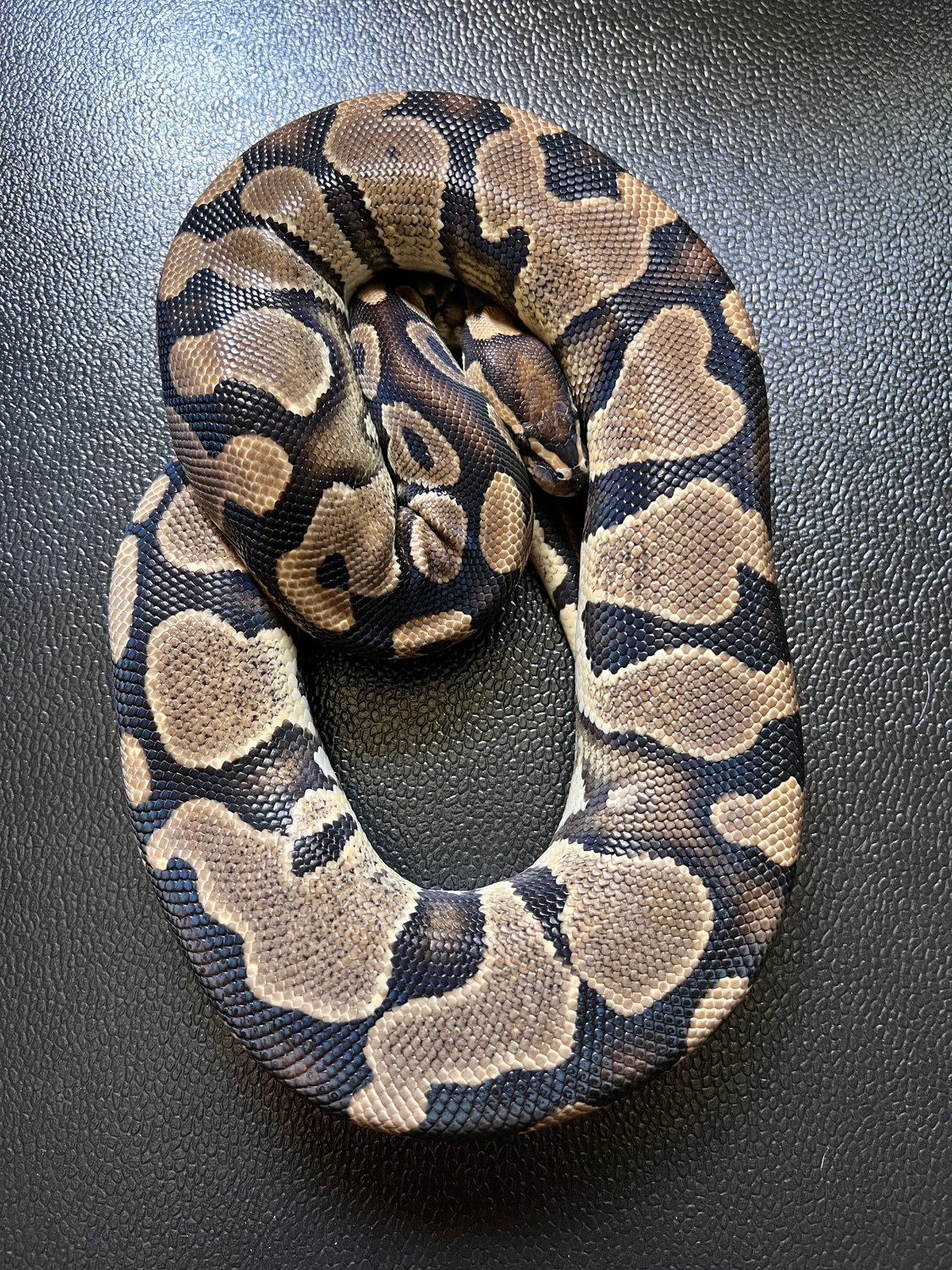 Yellowbelly/Gravel Het Piebald Ball Python by MSB Reptiles - MorphMarket