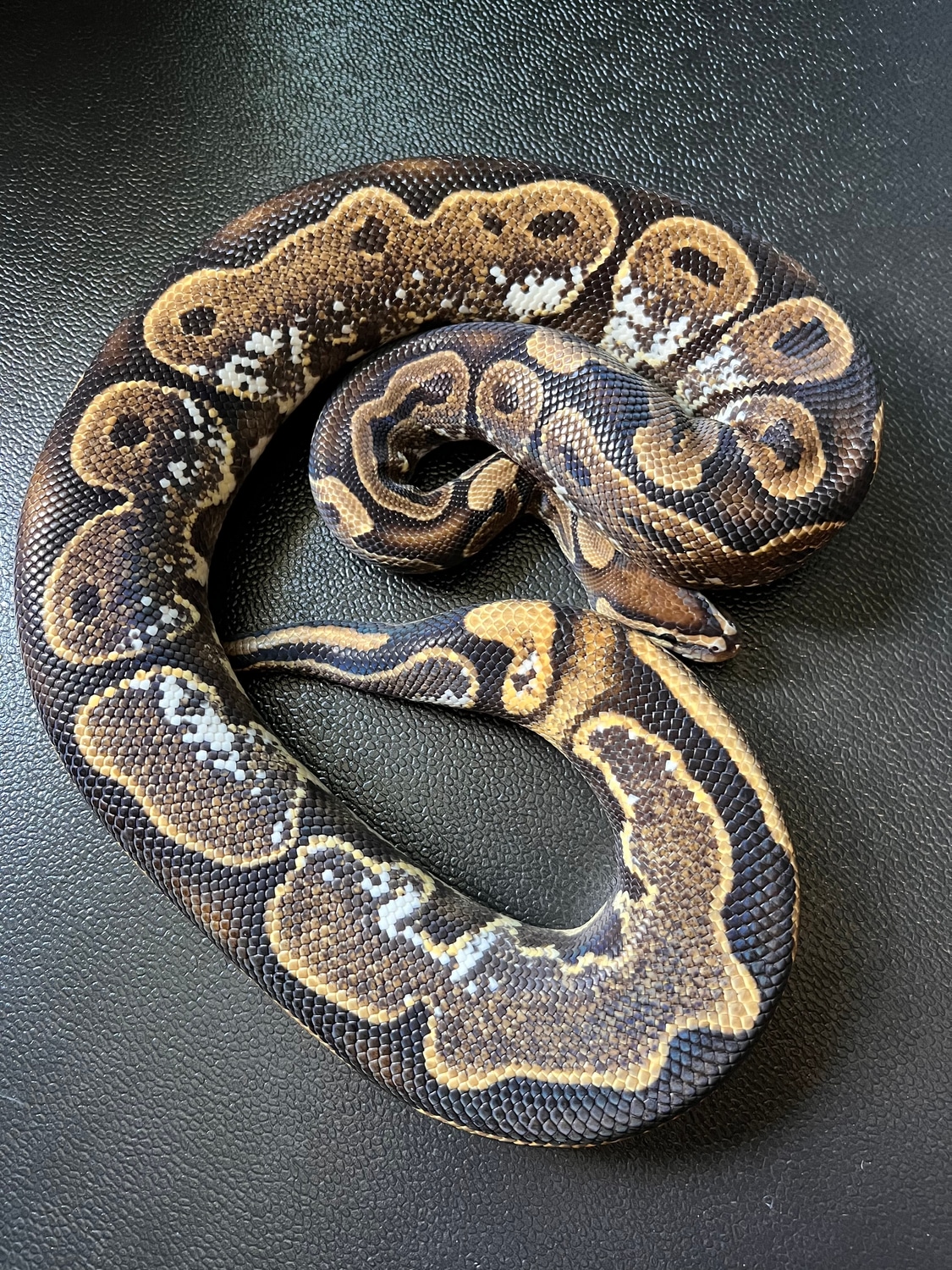 Sugar Het Monarch Ball Python by MSB Reptiles - MorphMarket