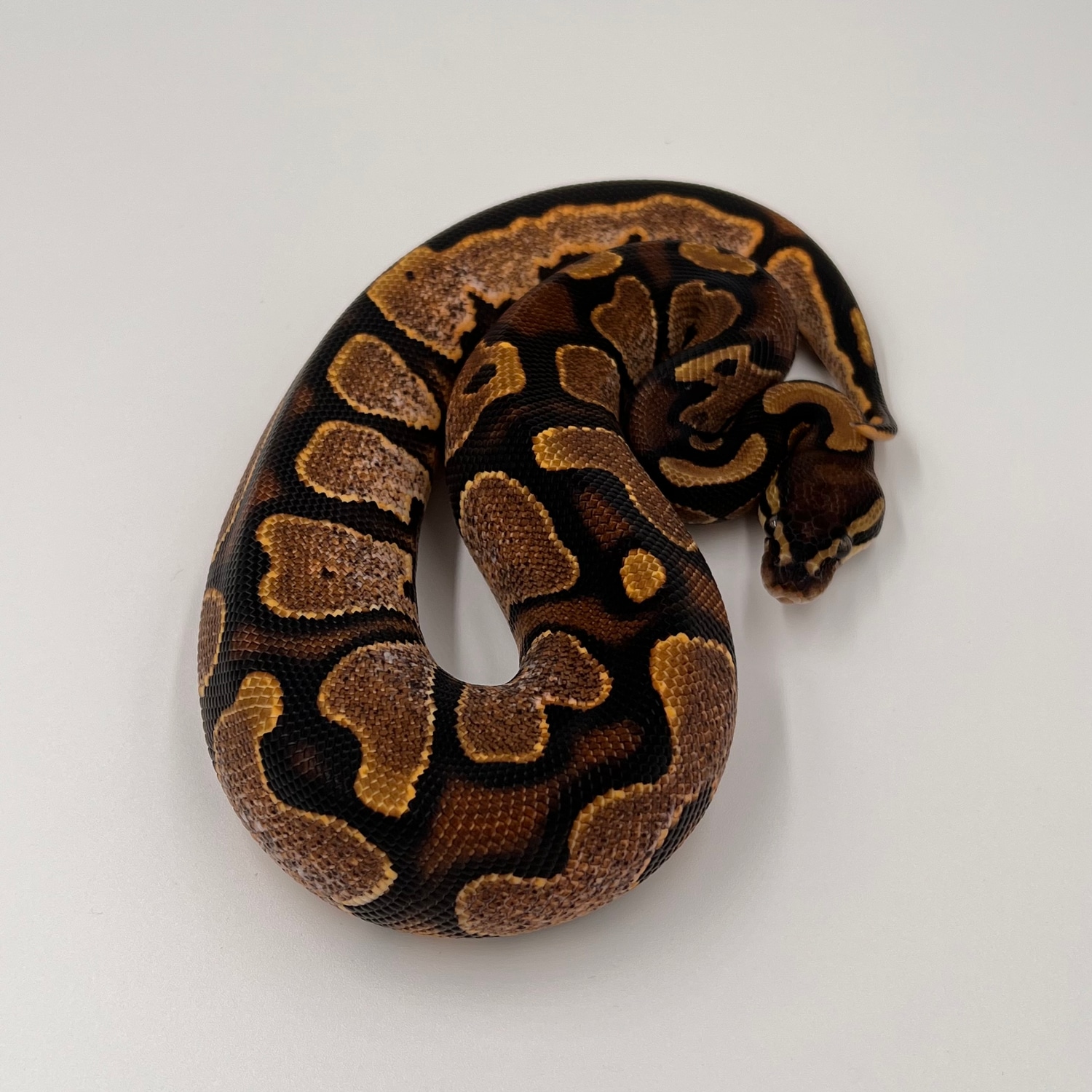 Calico Het Pied Ball Python by MSB Reptiles - MorphMarket