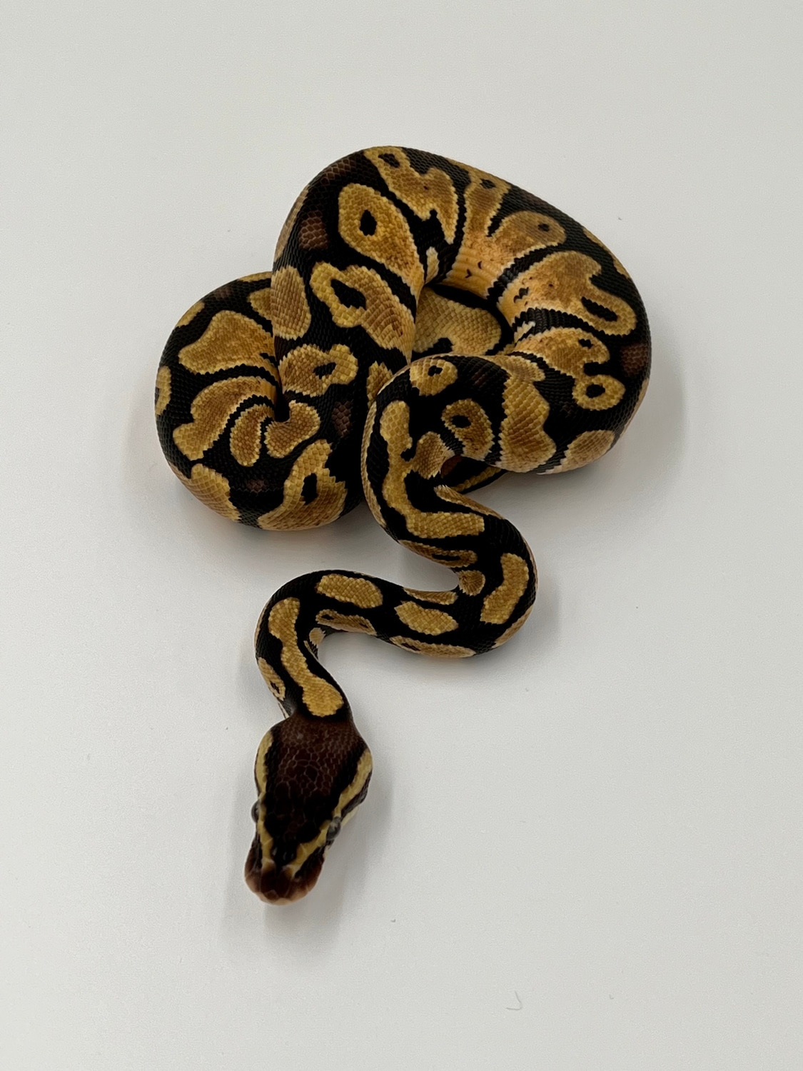 Pastel Het VPI Axanthic Ball Python by MSB Reptiles - MorphMarket