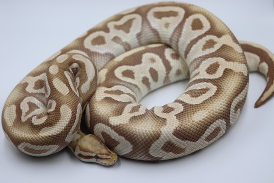Pastave Monarch Ball Python by MSB Reptiles