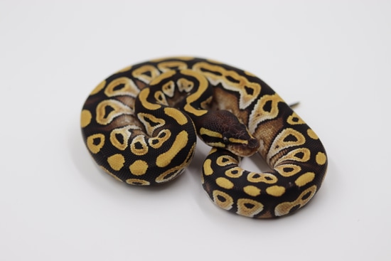 Mojave Het Monarch Ball Python by MSB Reptiles