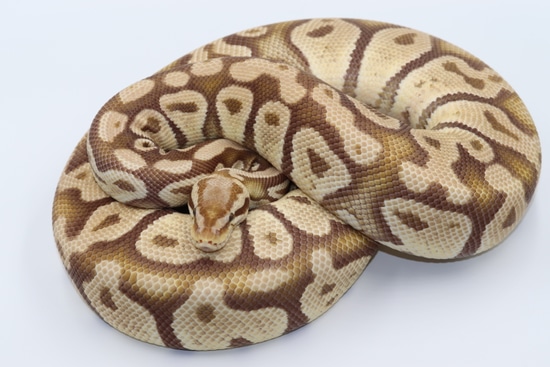 Super Pastel Monarch Ball Python by MSB Reptiles
