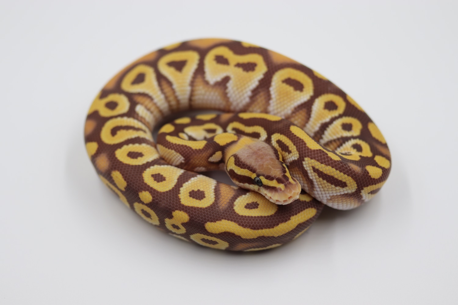 Pastave Monarch Ball Python by MSB Reptiles - MorphMarket