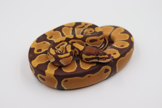 Monarch Ball Python by MSB Reptiles