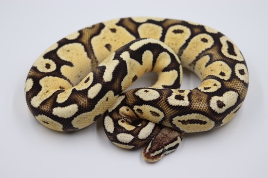 Pastel Fire Het Monarch Poss Het Piebald Ball Python by MSB Reptiles