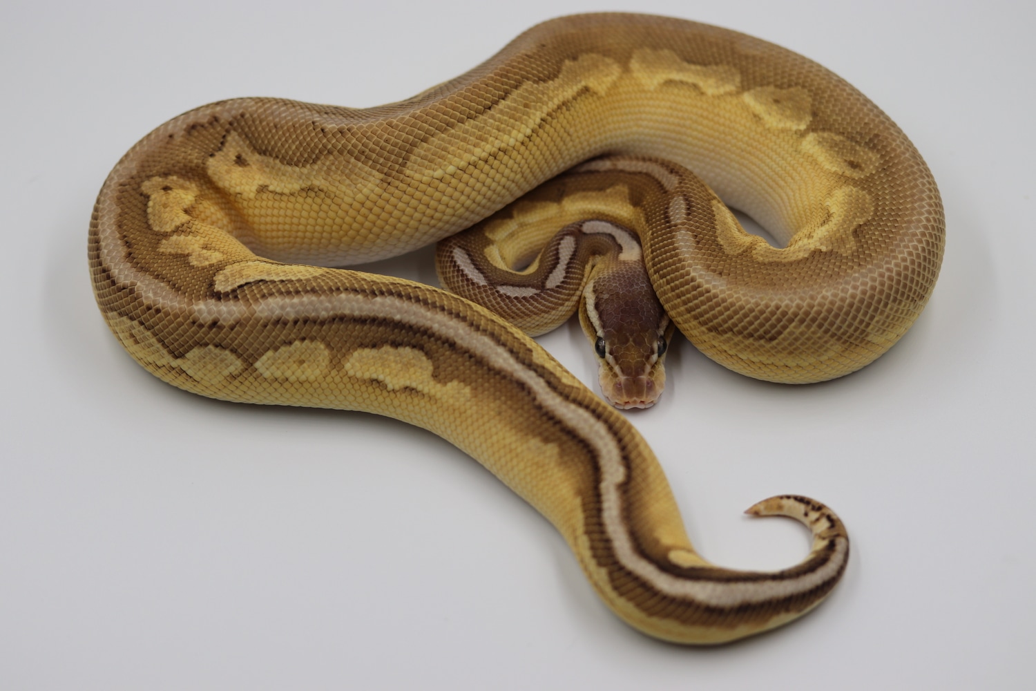 Pastel Cinnamon Calico Het Monarch Ball Python by MSB Reptiles ...
