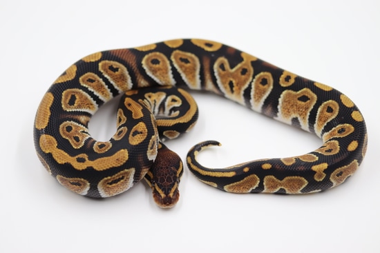 Cypress Het Monarch Ball Python by MSB Reptiles