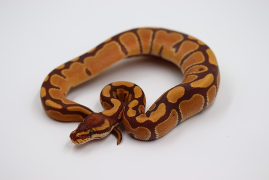 Monarch Ball Python by MSB Reptiles