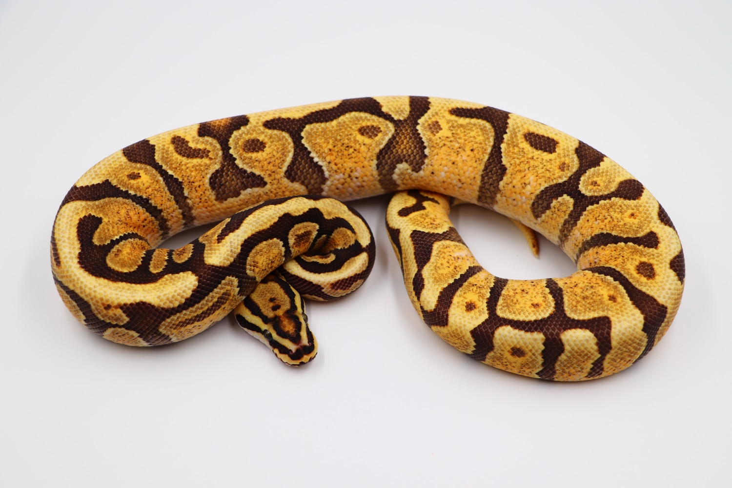 Fire Enchi Spotnose 66% Het Clown Ball Python by MSB Reptiles - MorphMarket