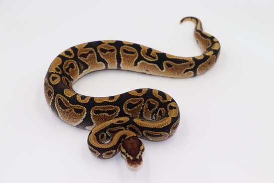 Specter Het Monarch Ball Python by MSB Reptiles