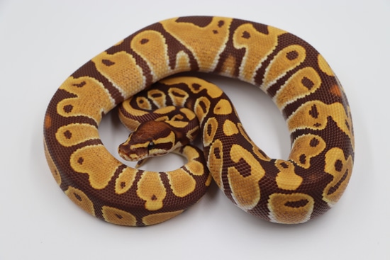 Monarch Ball Python by MSB Reptiles
