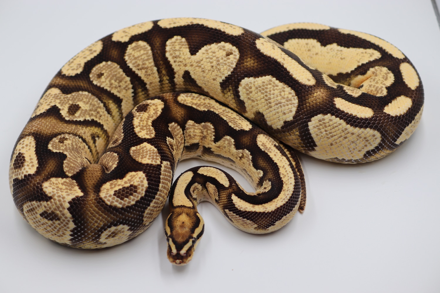 OD Fire YB Ball Python by MSB Reptiles - MorphMarket
