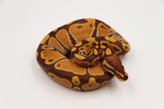 Monarch Ball Python by MSB Reptiles