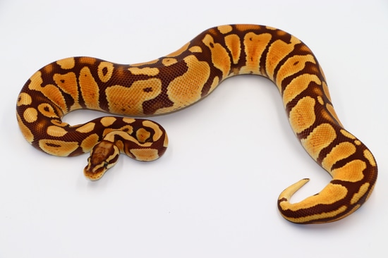 Pastel Monarch Ball Python by MSB Reptiles