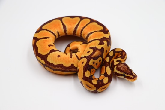 Pastel Monarch Ball Python by MSB Reptiles