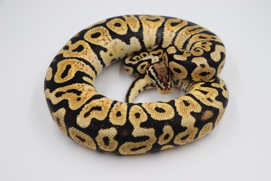 Pastel Spotnose Het Monarch Ball Python by MSB Reptiles