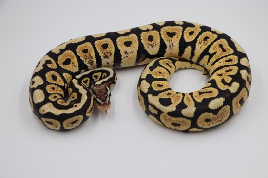 Pastel Spotnose Het Monarch Ball Python by MSB Reptiles