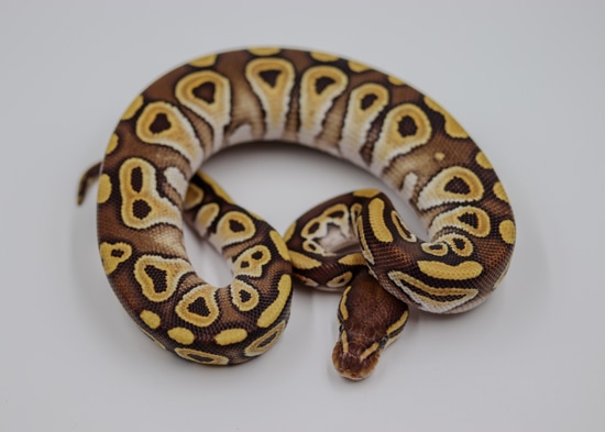 Mojave Double Het Monarch Genetic Stripe Ball Python by MSB Reptiles