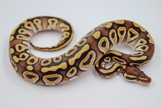 GROUP - (1.2) 1.0 Mojave DH Monarch Genetic Stripe / 0.2 DH Monarch ...