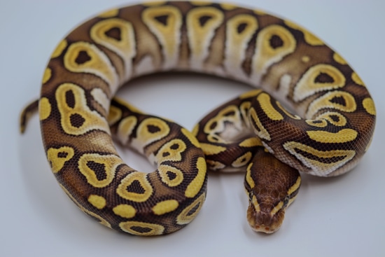 PAIR - 1.0 Mojave DH Monarch Genetic Stripe / 0.1 DH Monarch Genetic ...