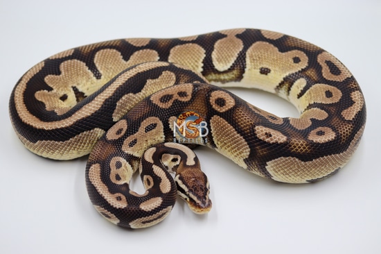 Pastel DH Monarch Pied Ball Python by MSB Reptiles