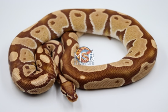 Monarch Ball Python by MSB Reptiles