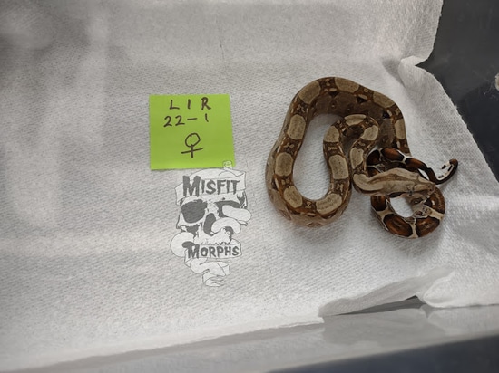 2022 Female Raptor 100% Het VPI Boa Constrictor by Misfit Morphs