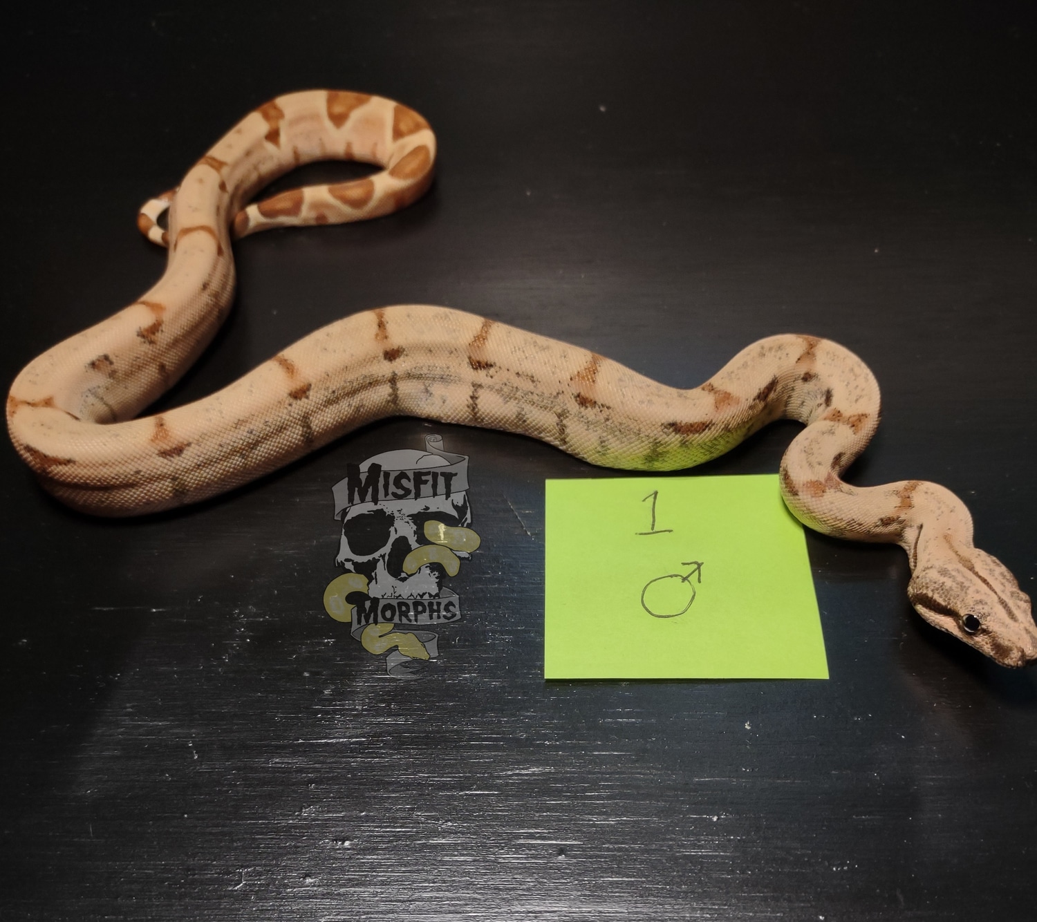 Hypo (Pos Super) 100% Het Kahl(JPC Creamsicle Line) Boa Constrictor by ...