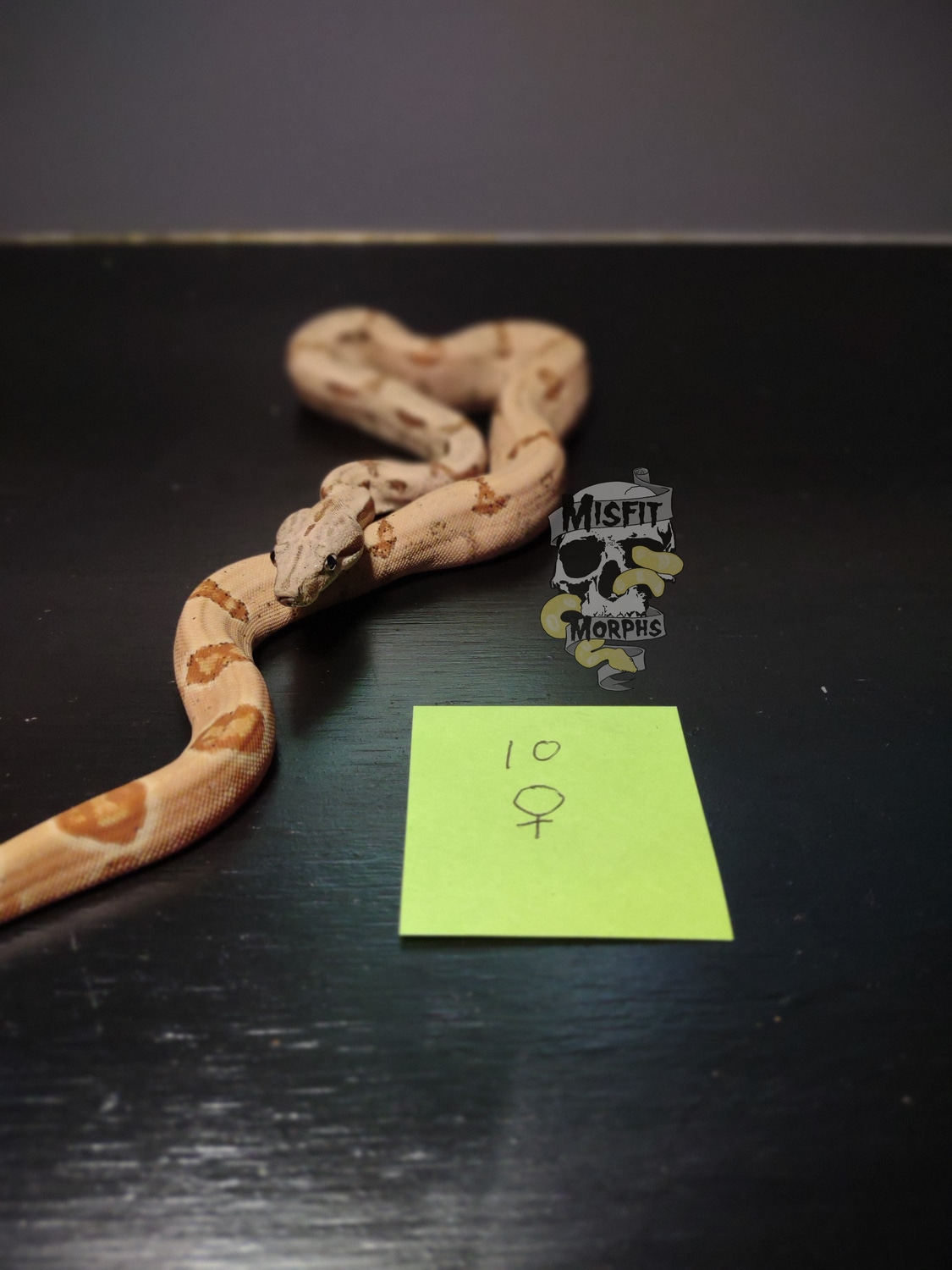 Hypo 100% Het Kahl (JPC Creamsicle Line) Boa Constrictor by Misfit ...