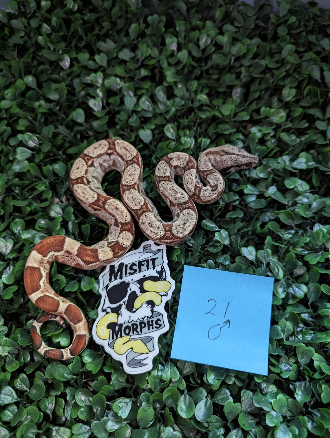 Hypo Key West Het Albino (Kahl) Boa Constrictor by Misfit Morphs ...