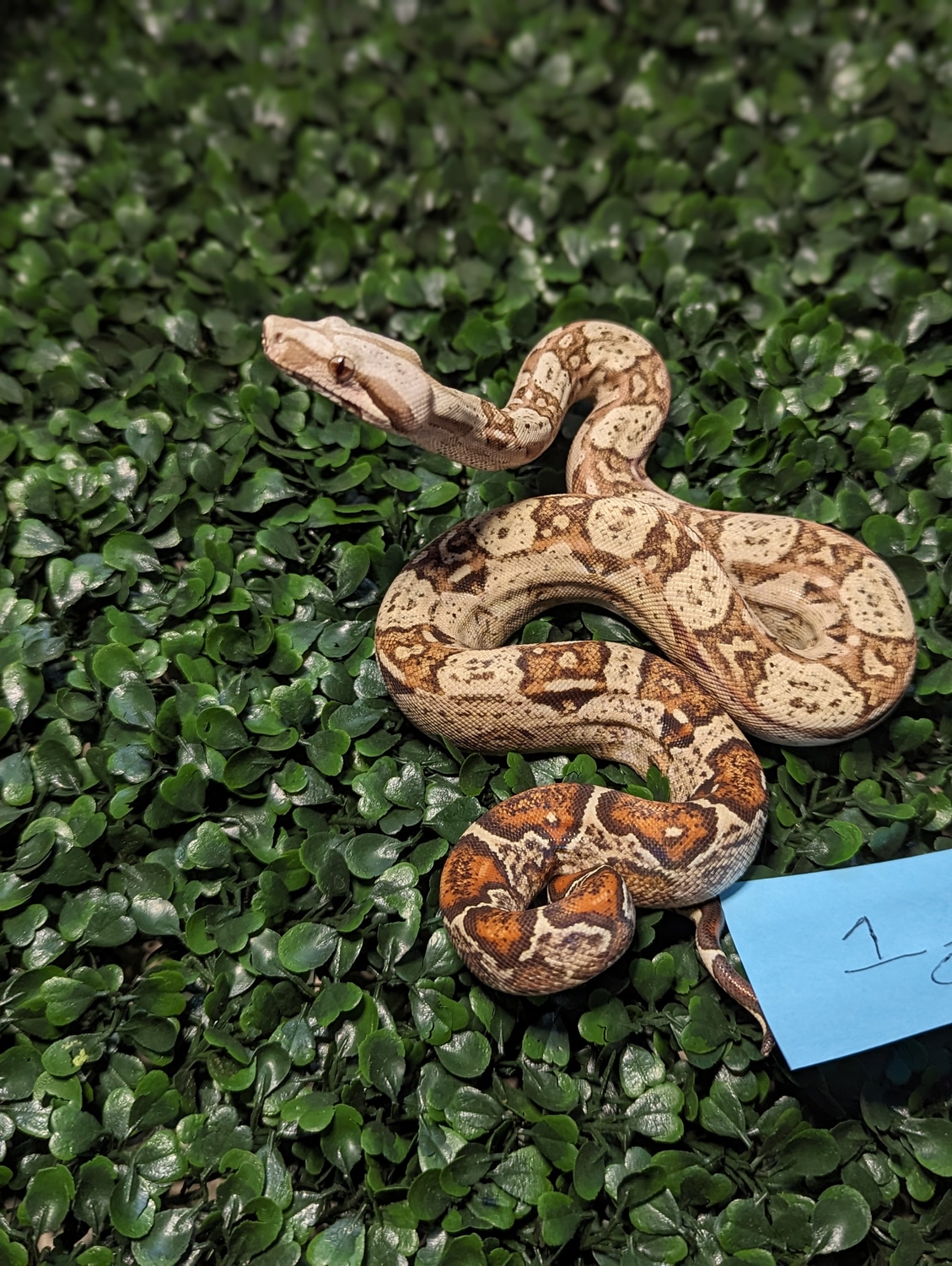 Raptor VPI Boa Constrictor by Misfit Morphs - MorphMarket