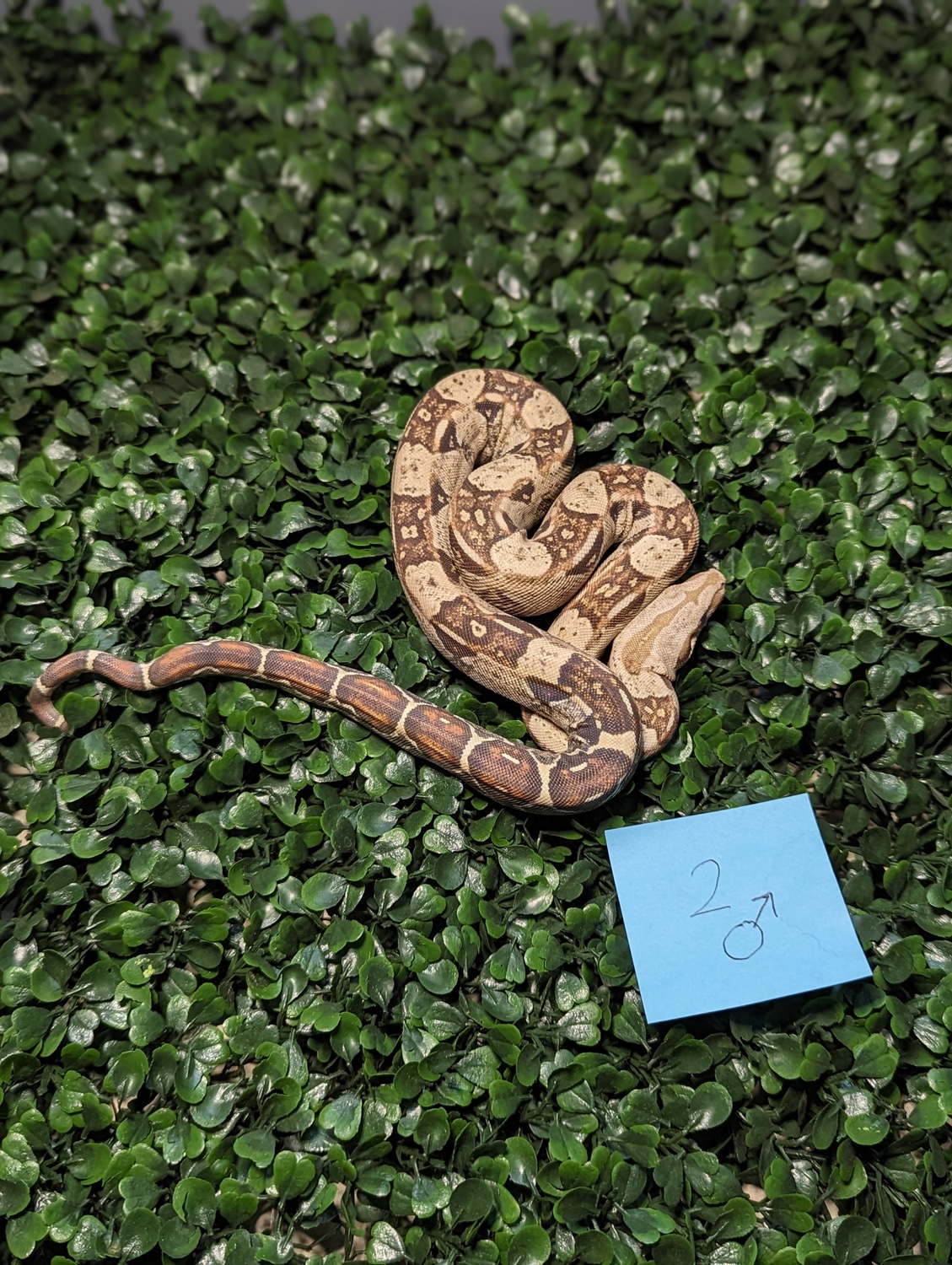 Raptor VPI Boa Constrictor by Misfit Morphs - MorphMarket