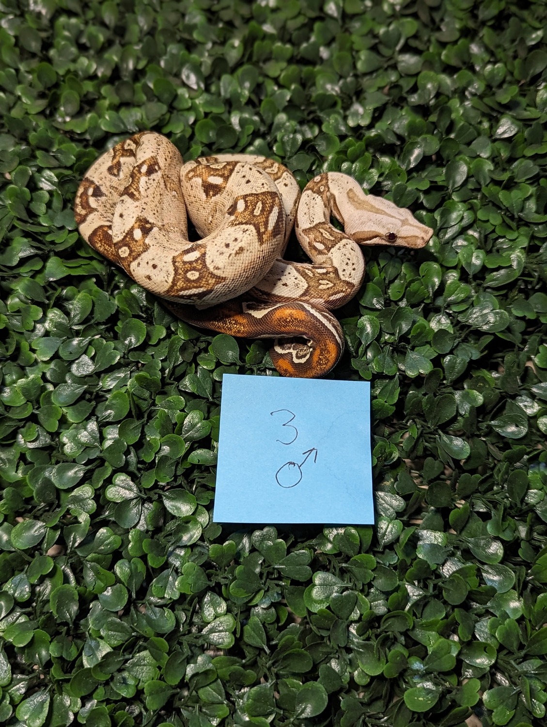 VPI Boa Constrictor by Misfit Morphs - MorphMarket