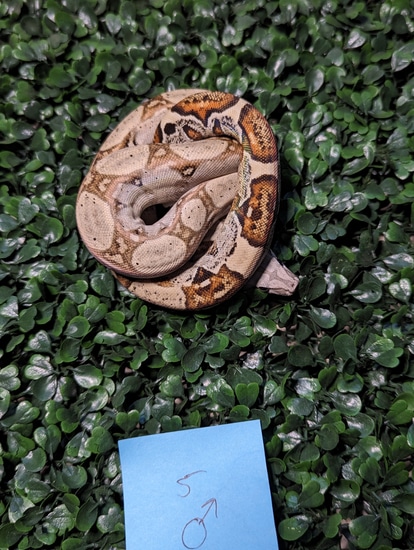 Raptor Het Albino (VPI) Boa Constrictor by Misfit Morphs