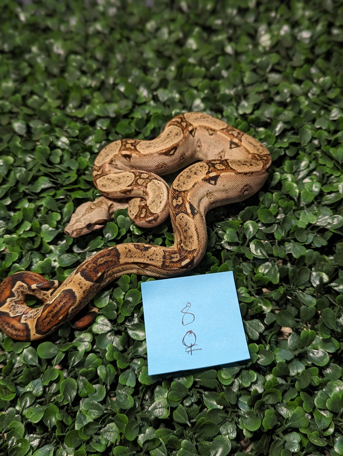 Raptor Het Albino (VPI) Boa Constrictor by Misfit Morphs - MorphMarket