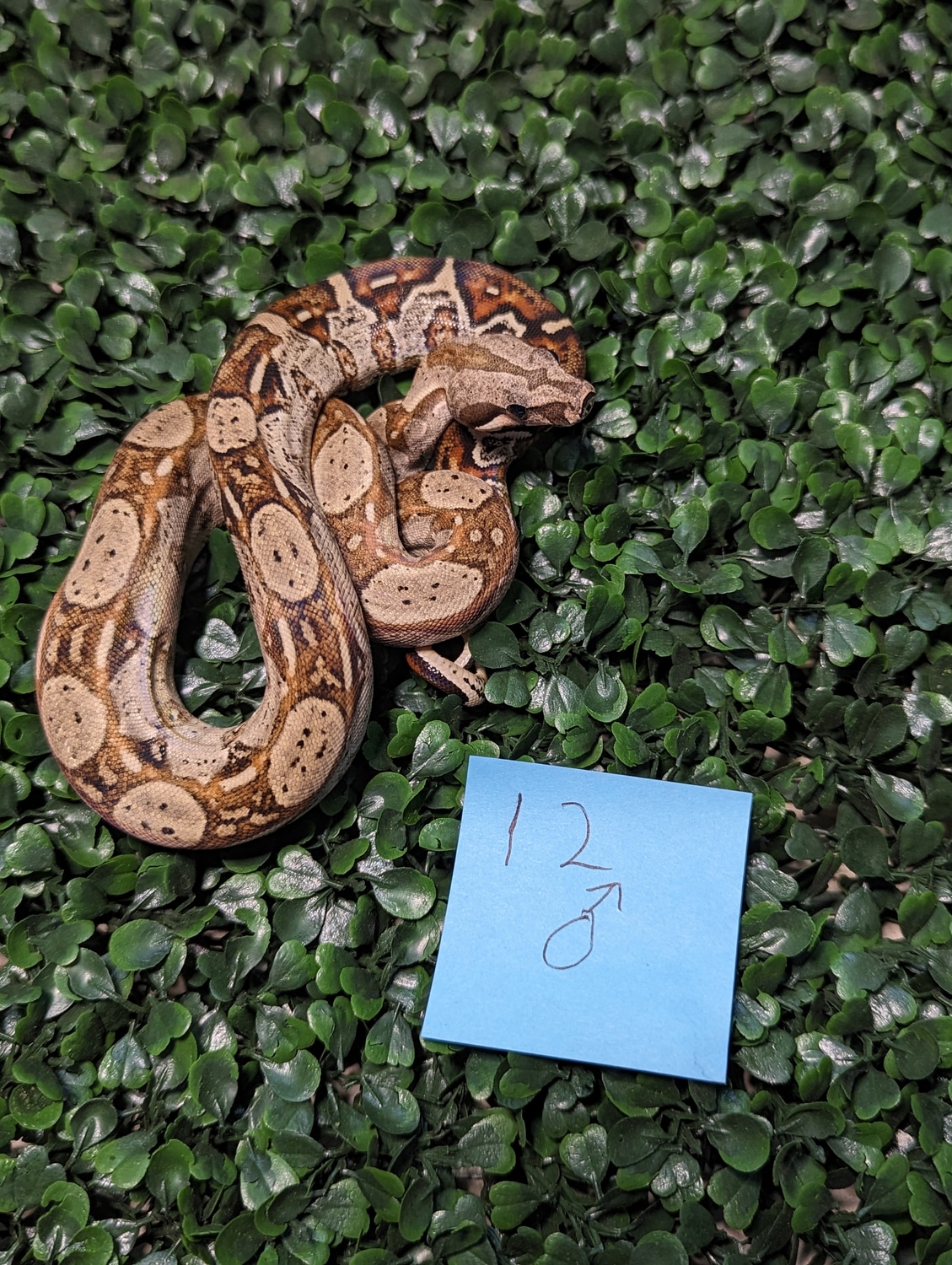 Raptor Het Albino (VPI) Boa Constrictor by Misfit Morphs - MorphMarket