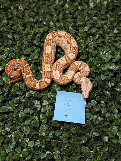 VPI Raptor Boa Constrictor by Misfit Morphs