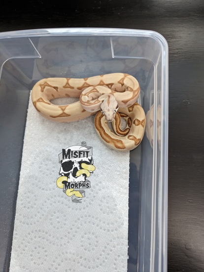 Hypo Labyrinth Het Kahl Anery Boa Constrictor by Misfit Morphs