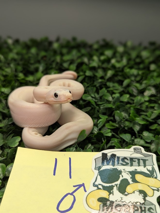 Misfit Morphs