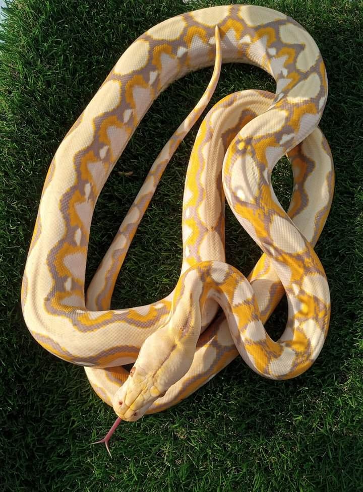 Female Ghost Het Genetic Stripe Reticulated Python by Misfits Monsters ...