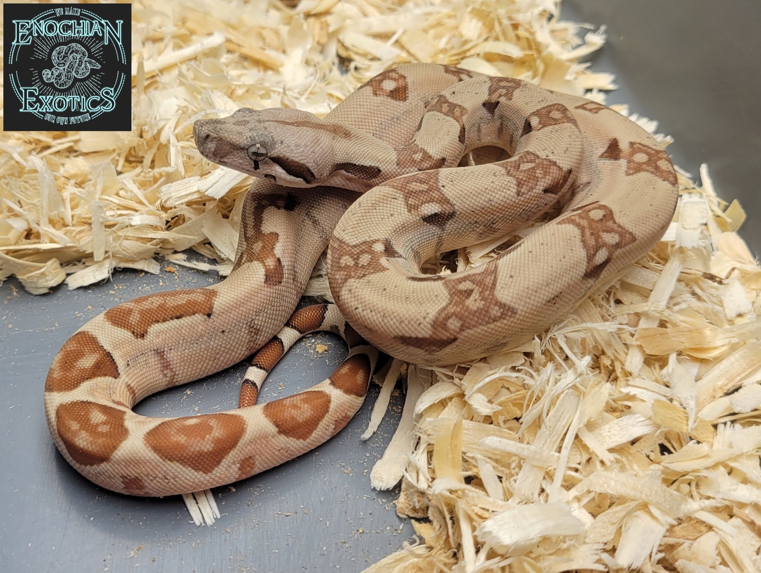 2022 Helios Pastel Hypo Dh VPI T+ Snow Female Boa Constrictor by ...