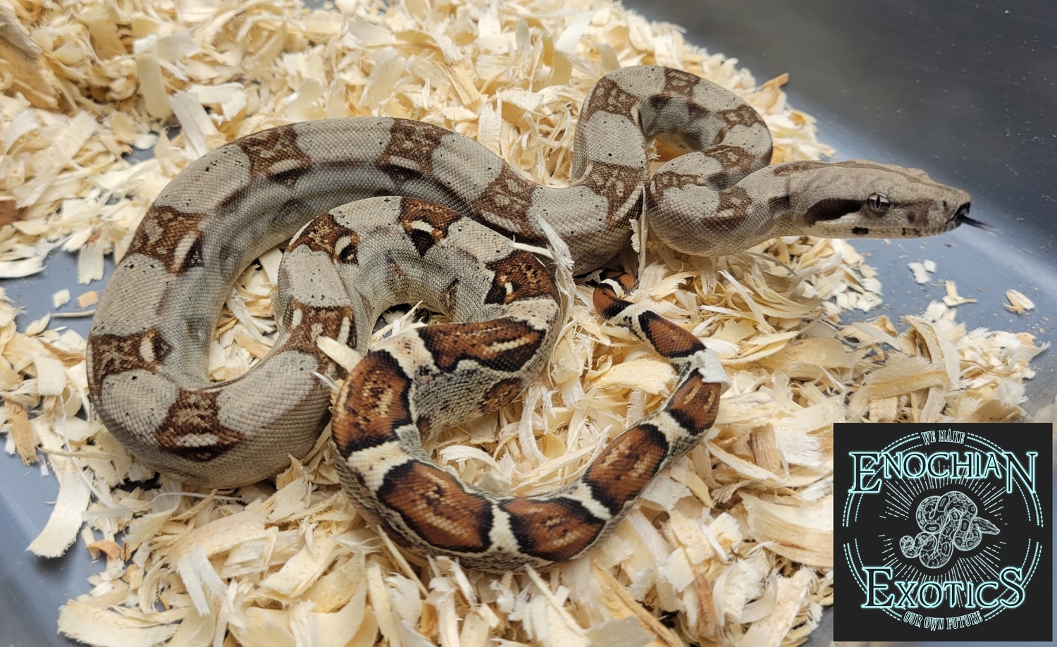 2022 DH Sharp Snow Female Boa Constrictor by Enochian Exotics - MorphMarket