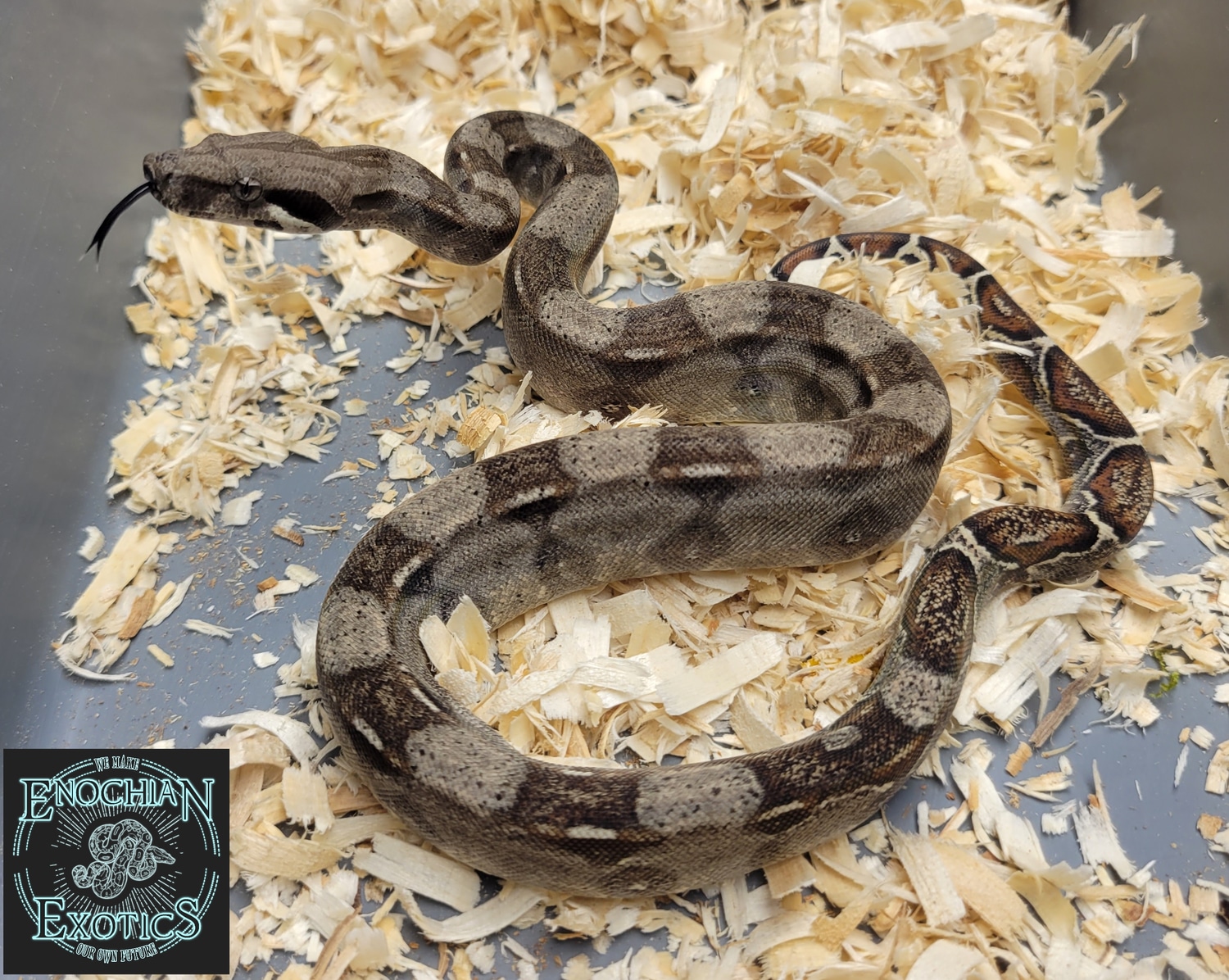 2022 DH Sharp Snow Male Boa Constrictor by Enochian Exotics - MorphMarket