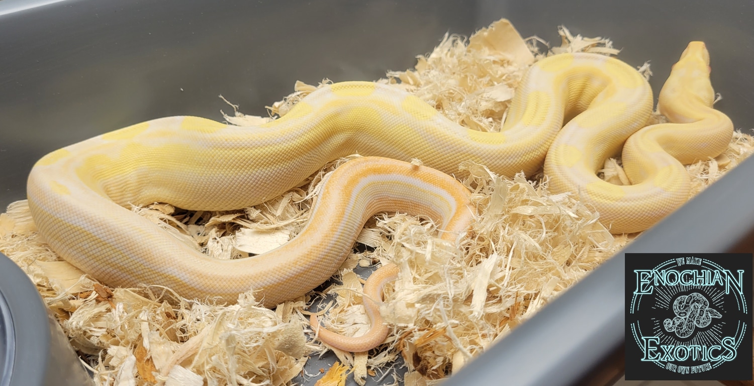 2022 Sharp Albino Motley Het Anery Female Boa Constrictor by Enochian ...